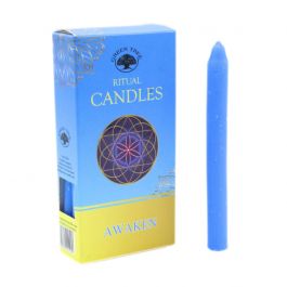 Green Tree Ritual candles Awaken 10 pack | Wholesale Ritual candles ...